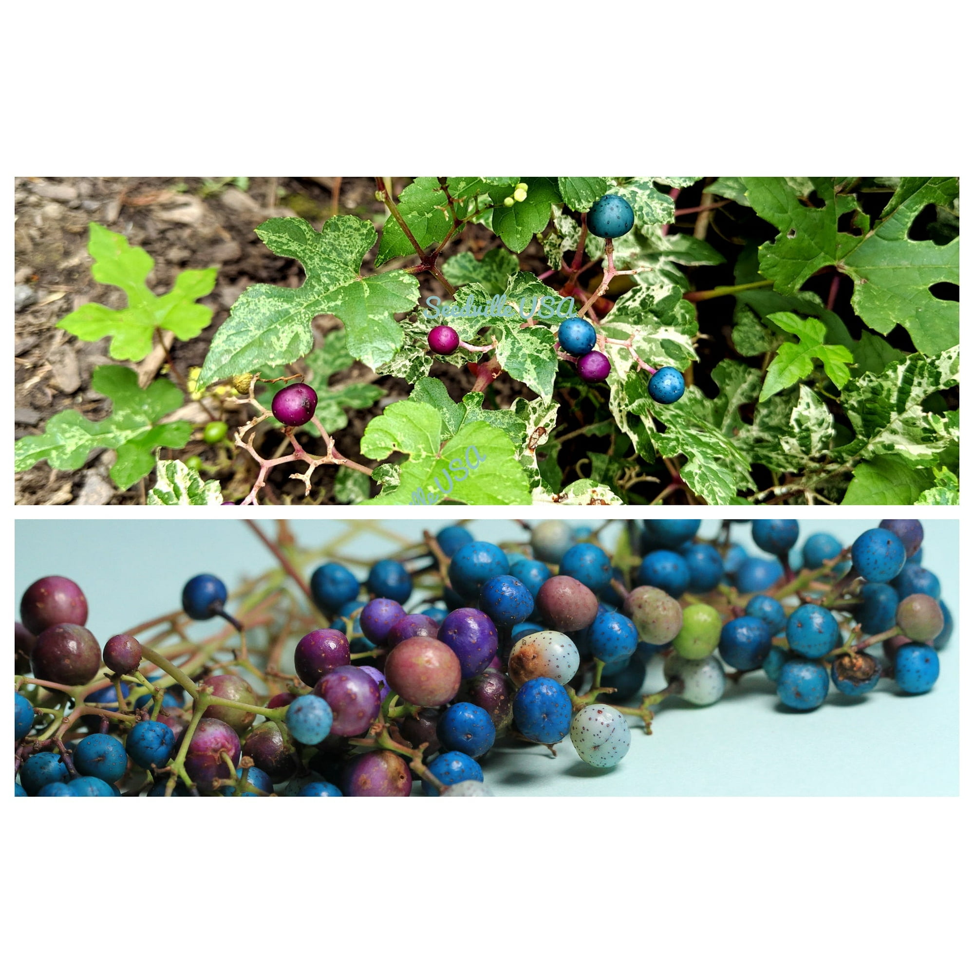 Click here for Seedville Usa 10 Variegated Porcelain Berry Vine A... prices