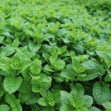 Live Perennial 4" Herb 'Peppermint' (3-Pack) with Full Sunlight ...