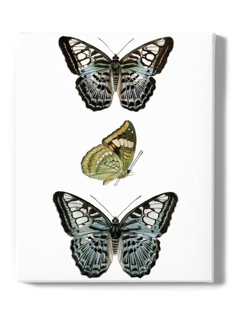 Butterfly Specimen I Wrapped Canvas -Vision Studio Designs, - Walmart.com