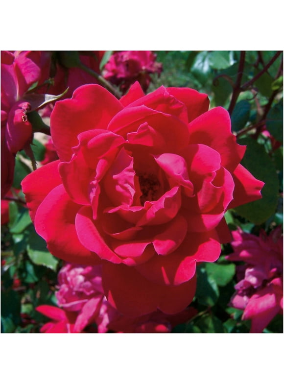 Rose Bushes in Garden Bushes - Walmart.com