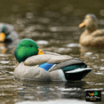 Avian-X Top Flight Floating Decoy, Preener/Rester Mallard, Pack Of 6 ...