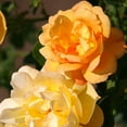 Saffron Summer Shrub Rose by Heirloom Roses - Yellow Roses Live Plant ...