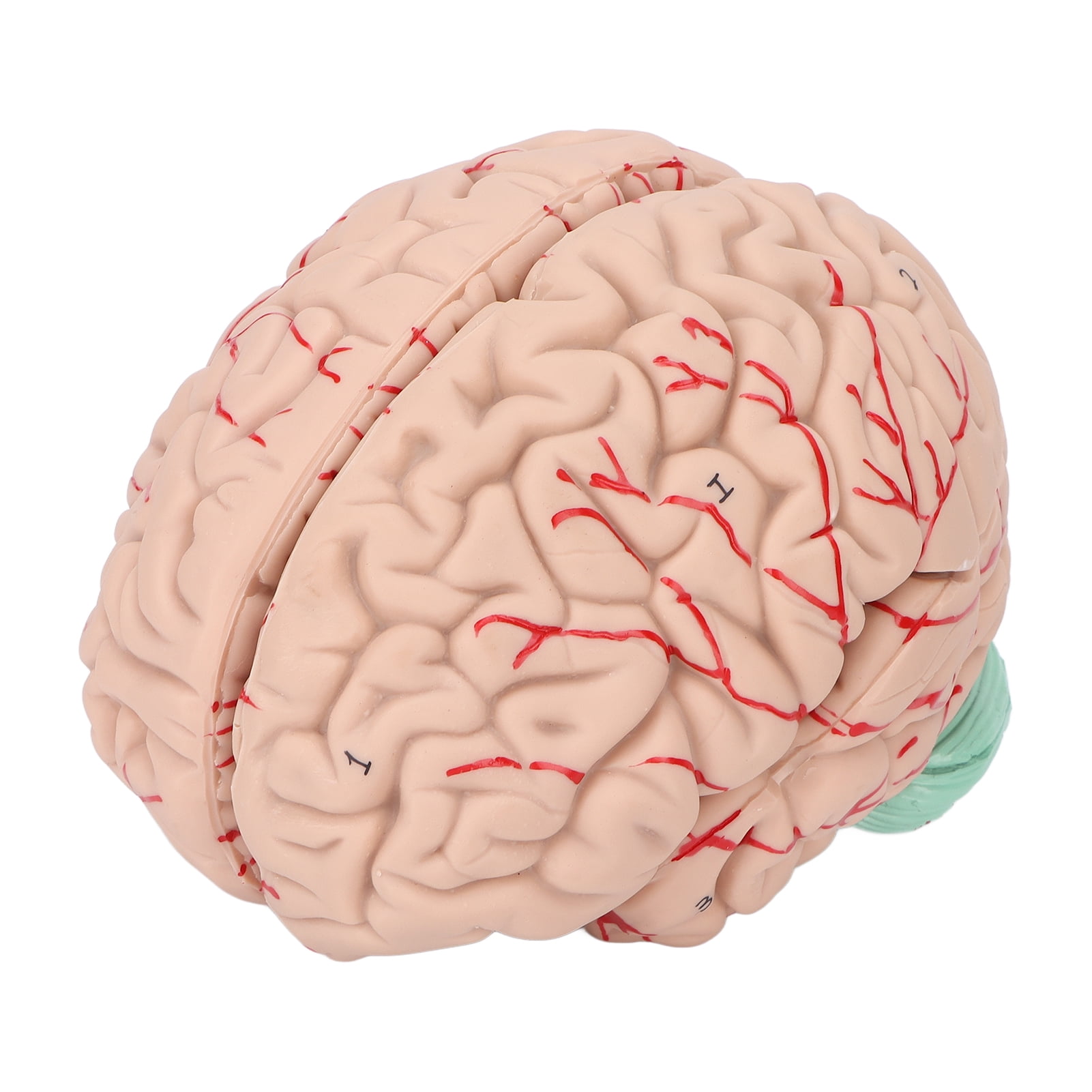 Modelo de cerebro humano ANGGREK Anatomía del cerebro Tamaño real ...