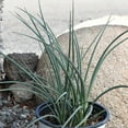 Altman Plants Red Yucca Outdoor Plant - Hesperaloe Parviflora ...