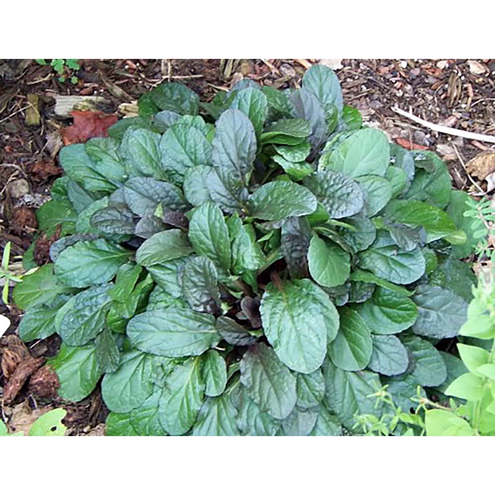 Chocolate Chip Ajuga - Carpet Bugle - Miniature Leaves - Quart Pot ...