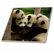 3dRose Banded Agate, macro - Soft Coasters, set of 8 - Walmart.com