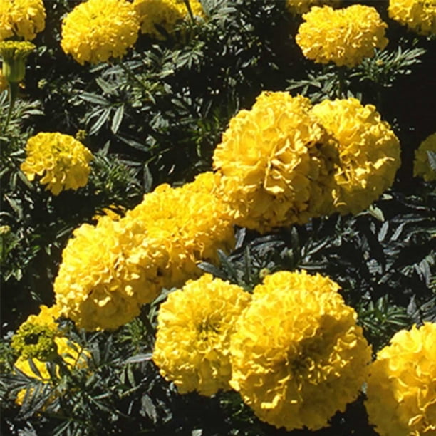 African Marigold Flower Garden Seeds - Lady Series F1 - Primrose - 1000 ...