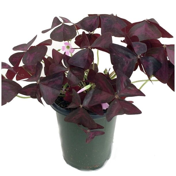 Rare Purple Rain Shamrock Plant - Easy Houseplant - Oxalis Francis - 4 ...