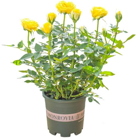 Izu Dancer Rose s 100+ （Rosa osa Thunb）Easy Grow Organic Flower Plants ...
