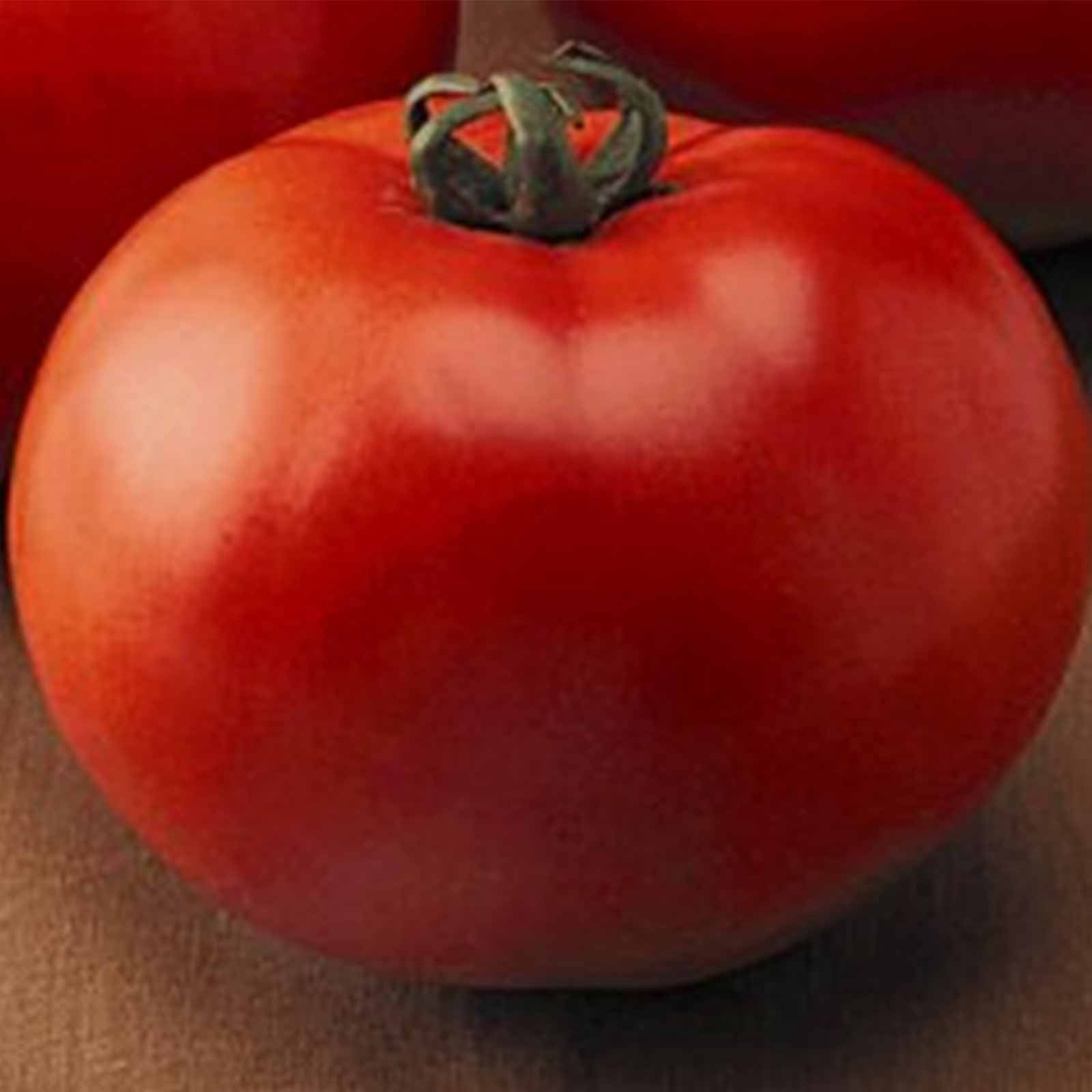 Tomato Garden Seeds - Goliath Hybrid - 100 Seeds - Non-GMO, Vegetable ...