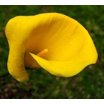 Odessa Dark Maroon-Purple Calla Lily Bulb, 14/16 cm, Ideal for Pot ...