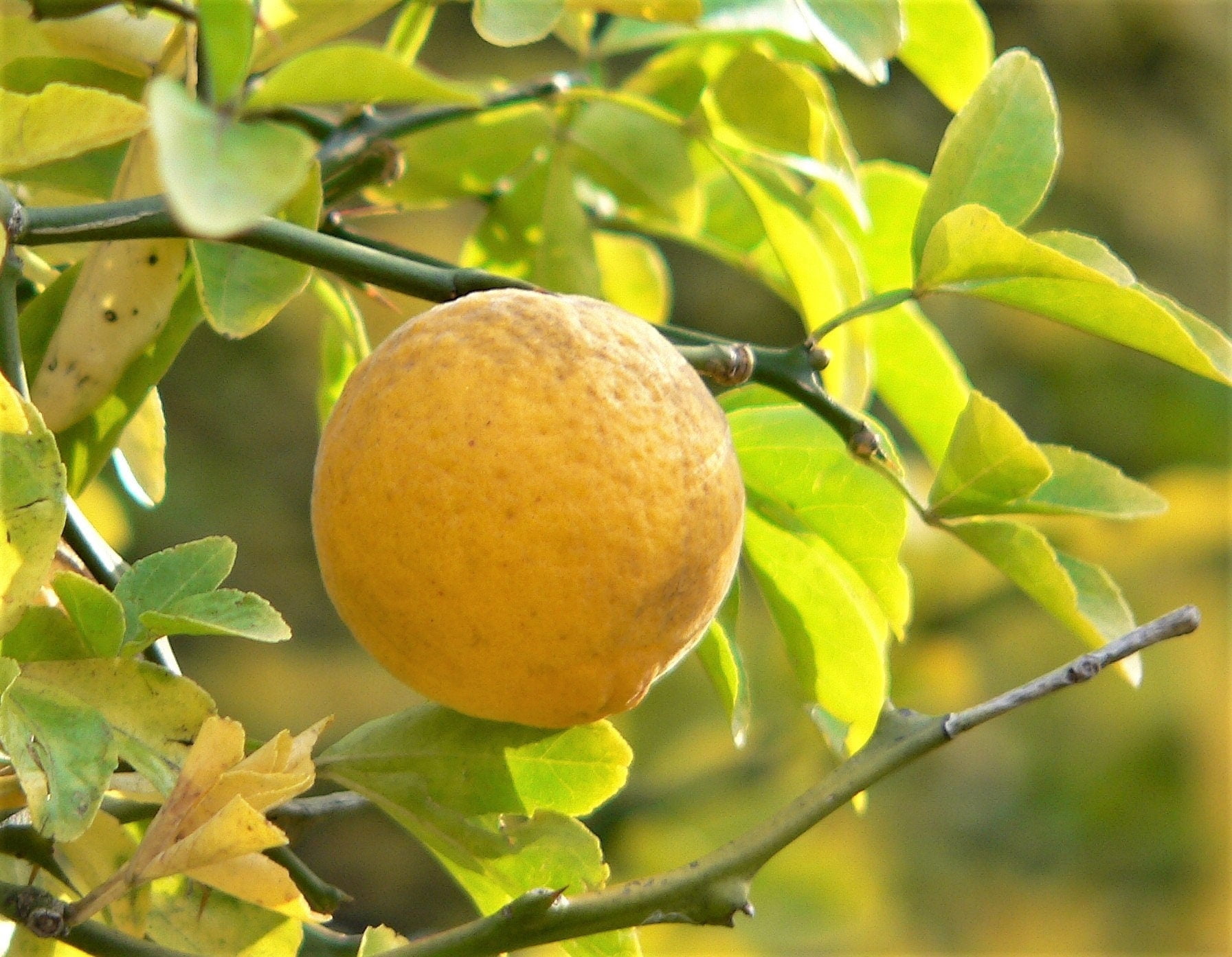 5 HARDY ORANGE TREE Trifoliate Citrus Trifoliata Poncirus Fruit White ...