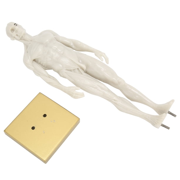 Modelo de cuerpo masculino, modelo anatómico masculino de 30 cm ...