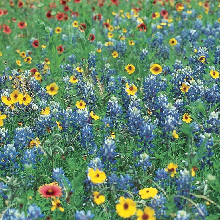 Burpee Wildflowers Perennial Mix Amazon.com : Burpee Wildflower 25,000