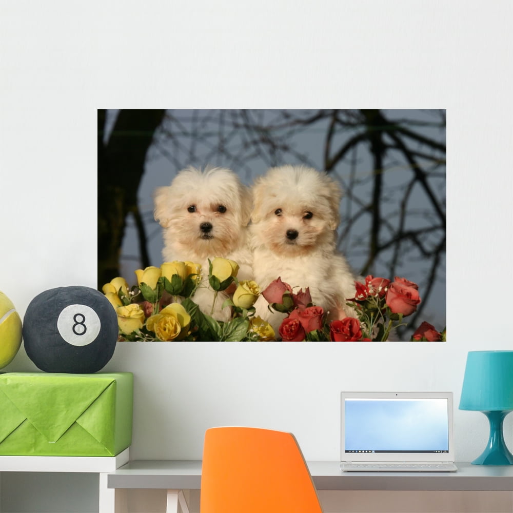 Two Cotton Tulear Puppies Wall Mural Decal Sticker, Wallmonkeys Peel ...