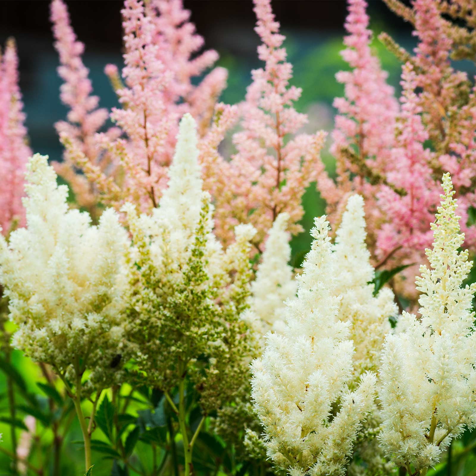 Astilbe - Showstar Flower Garden Seed Mix - 100 Seeds - Perennial ...