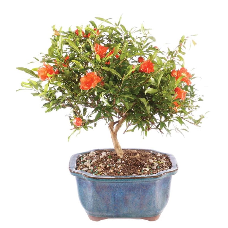 Pomegranate Tree Bonsai