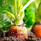 Purple Cow Organics Natural BioActive Fertilizer for Vegetables and ...