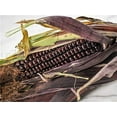 Candy Striped Corn Seeds for Planting (10 Rare Seeds) - Corn with ...