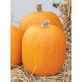 Burpee Jack-O'-Lantern Pumpkin Vegetable Seed - Walmart.com