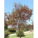 Fuschia Gum Tree Seeds for Planting (10 Seeds) - Eucalyptus forrestiana ...