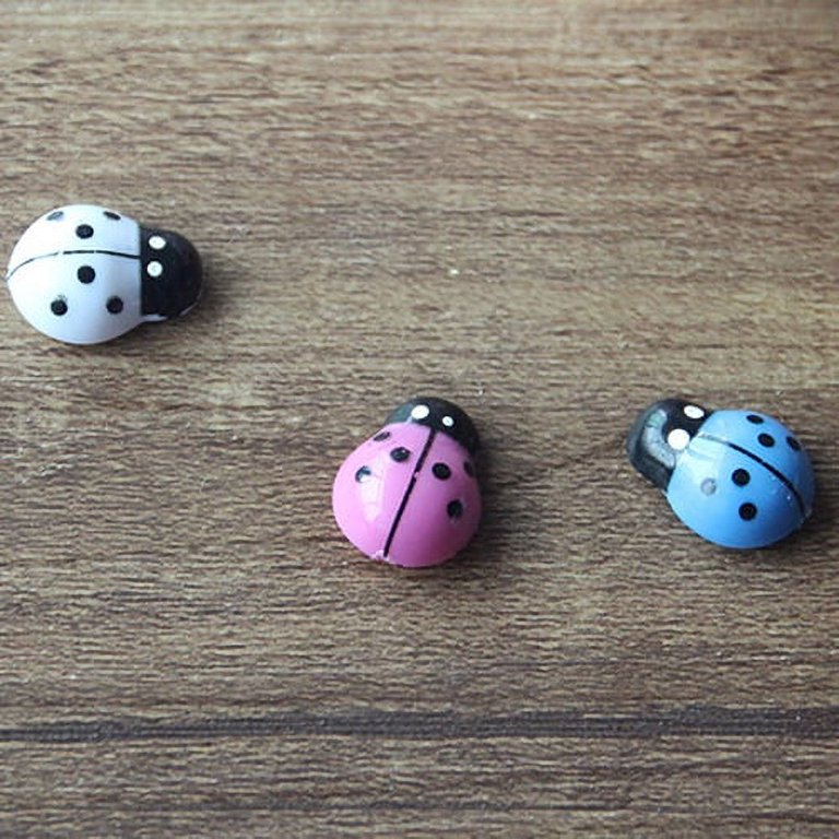 Real Colorful Ladybugs