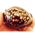 Set of 3 Beautiful Polished Cypraea Mauritiana (Humpback Chocolate ...