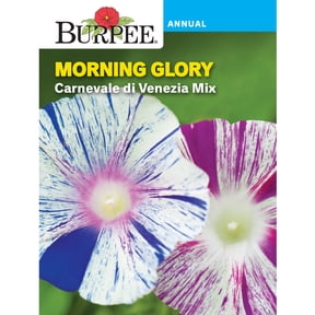 Burpee English Lavender Herb Seed, 1-Pack - Walmart.com