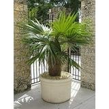 Old Man Palm - Live Plant in a 4 Inch Pot - Coccothrinax Crinita ...