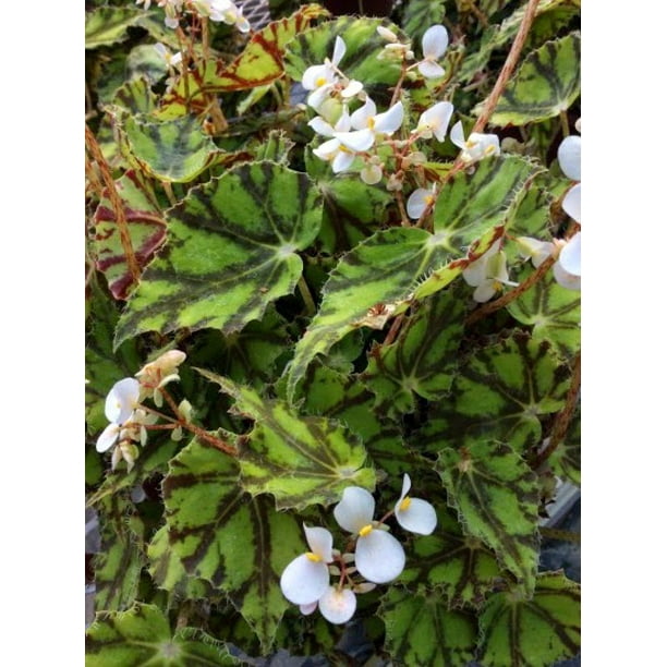 Tiger Kitten Begonia Plant - 3.7" Pot - Terrarium/Fairy Garden ...