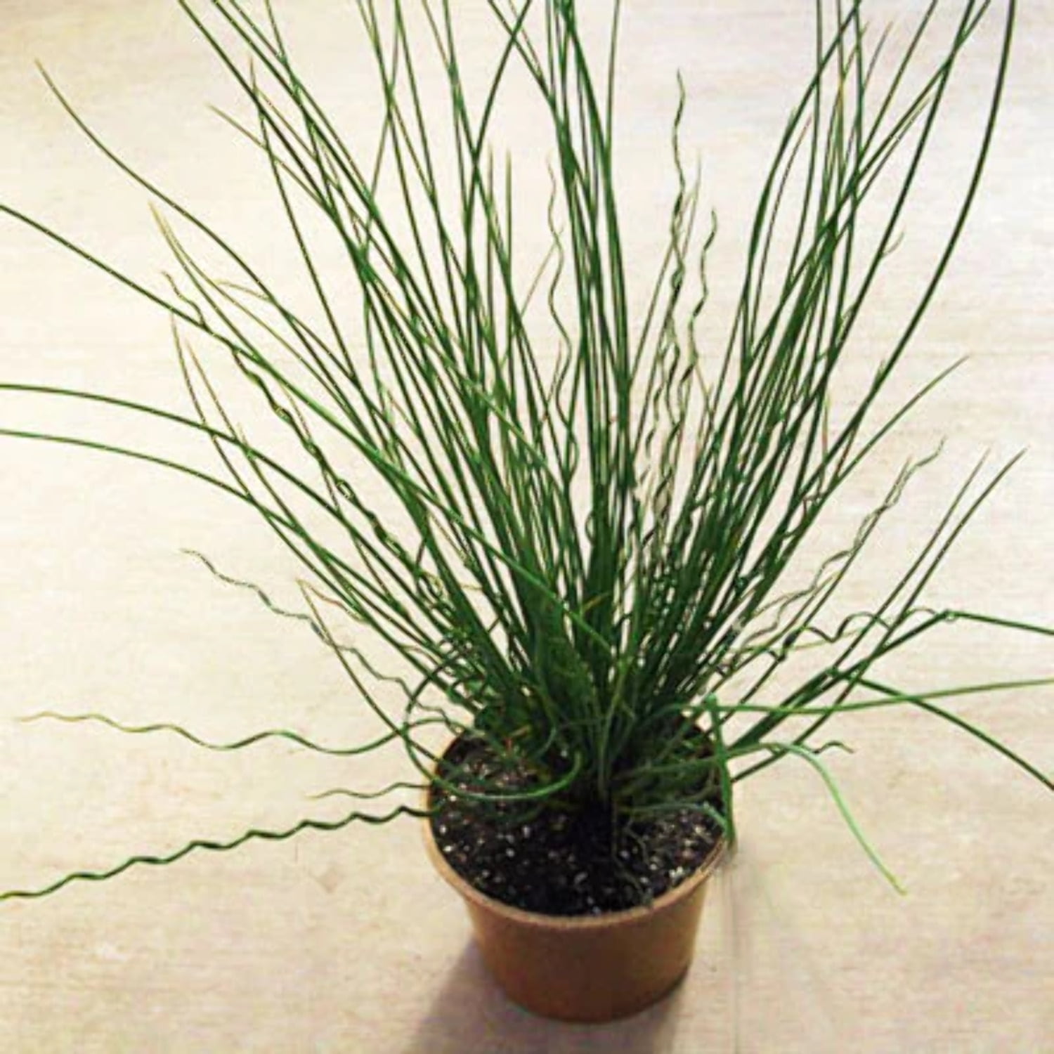 Juncus Twisted Arrows
