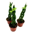 Braided Snake Plant 2 inch Set of 3 Sansevieria Dragon Fingers ...