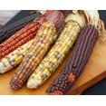 100 Seeds Colorful Ornamental INDIAN CORN WAMPUM Zea Mays Vegetable ...