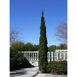 20 Mediterranean Cypress Tree Seeds, Green Spire/Pencil Pine/Indian ...