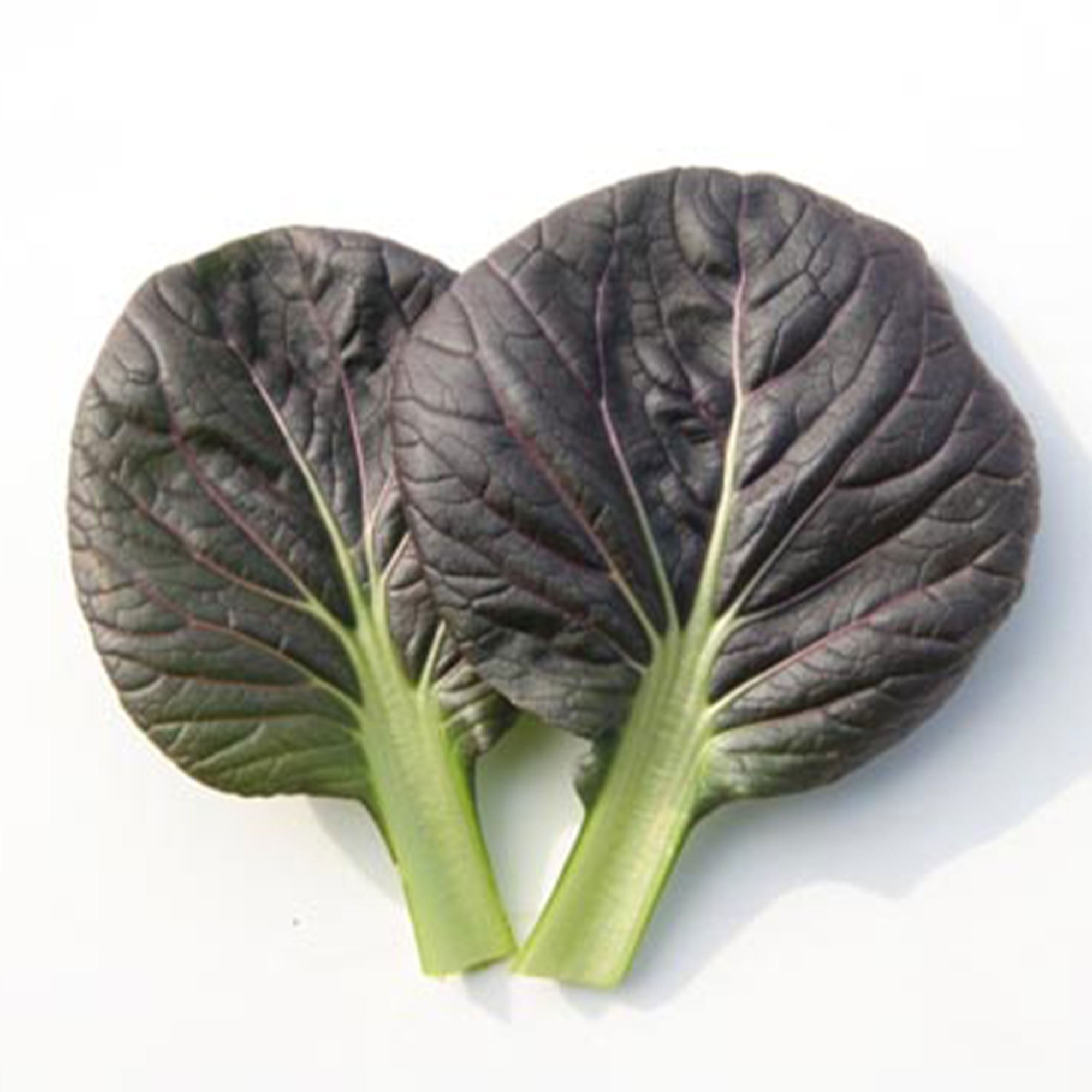 Cabbage Seeds - Pak Choi - Red Tatsoi - Hybrid - 1 Lb ~89600 Seeds ...