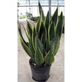 "Futura Indoor Live Houseplant, Snake Plant, Mother-In-Law's Tongue ...
