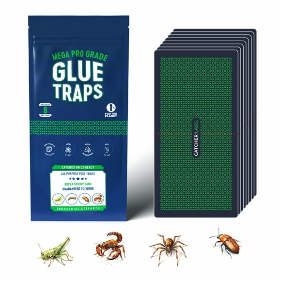 Insect Glue Traps