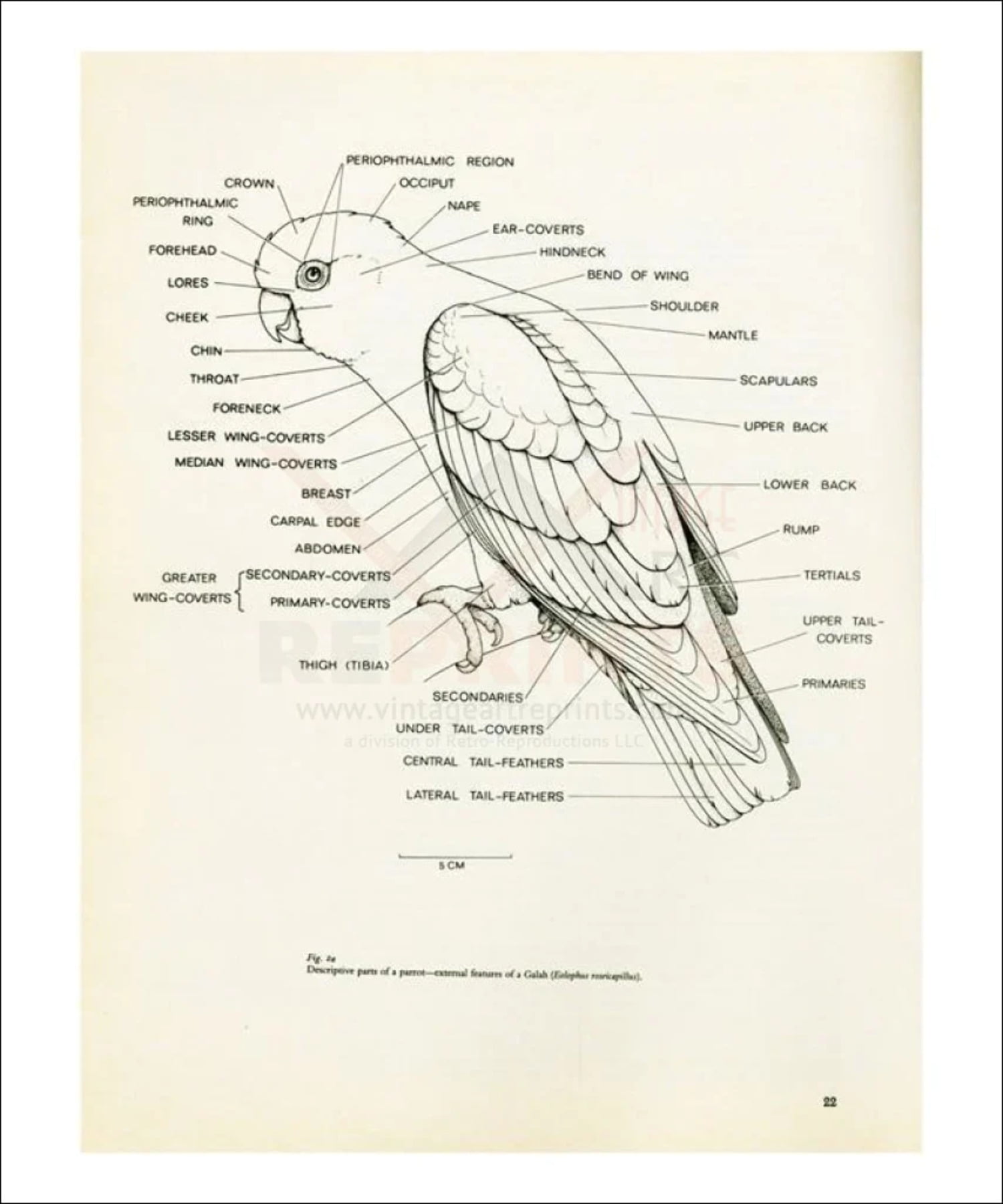 Anatomy of a Parrot no. 22 - Walmart.com