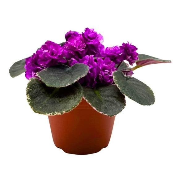 Harmony Foliage African Violet Smokey Moon 4 inch Gesneriad - Walmart.com