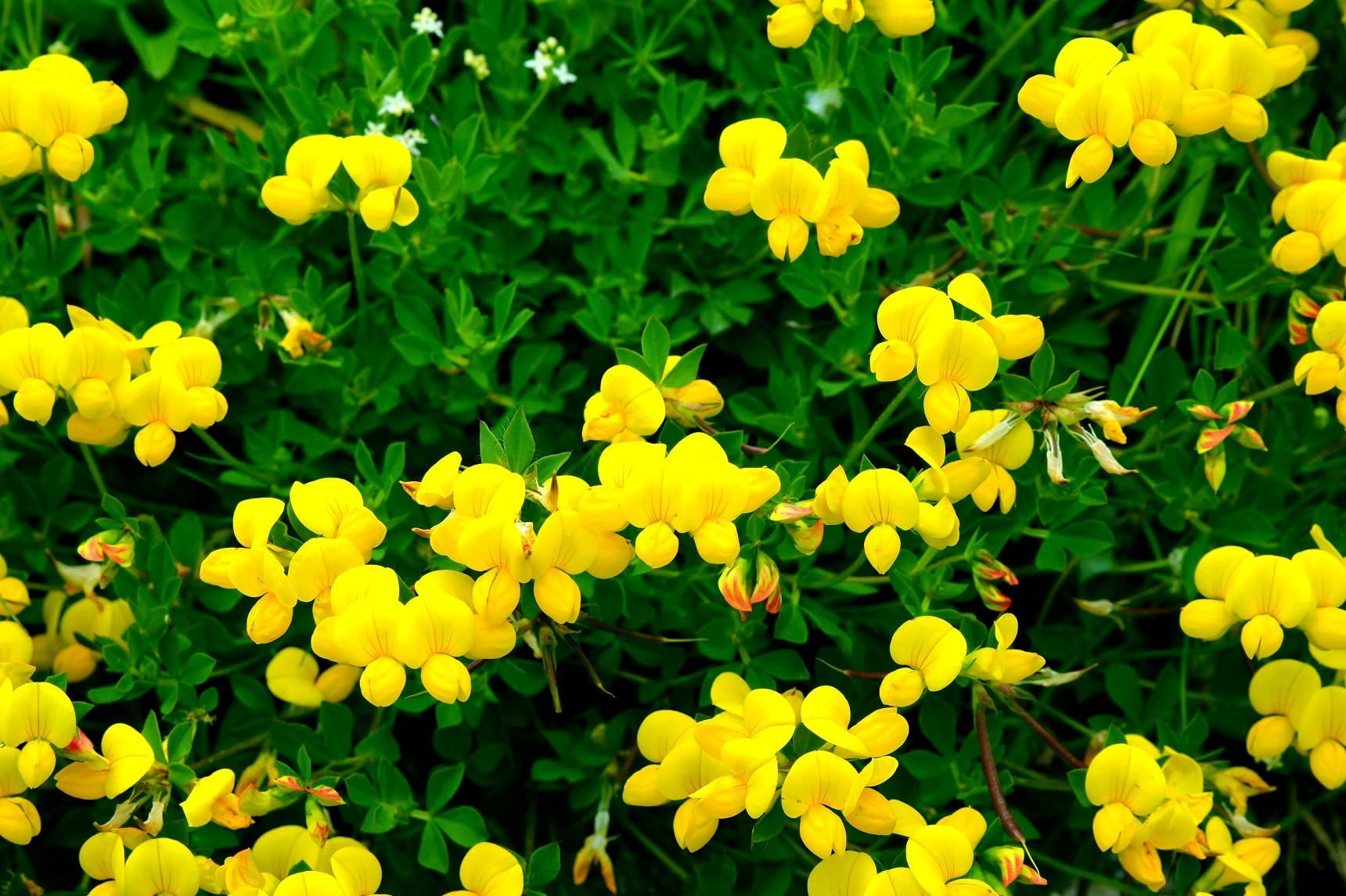 250+ Birdsfoot Deervetch, Yellow Trefoil Lotus Flower, Bird Feet Ground ...