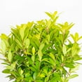 Southern Living Florida Sunshine Illicium 'Anise' Live Shrub in 2 ...