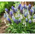 Delft Blue Grape Hyacinth Mix, Muscari Bulbs - Beautiful Spring Blooms, Perennial Garden Flowers ...