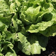 All Seasons Cabbage Seeds 1 g ~300 Seeds - Heirloom, Non-GMO Vegetable ...