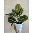 Wekiva Foliage Red Maranta Plant, Live Houseplant, 4-Inch Pot, Tropical ...