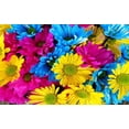 Sunniland Bloom Special Fertilizer, 10 lb. - Walmart.com