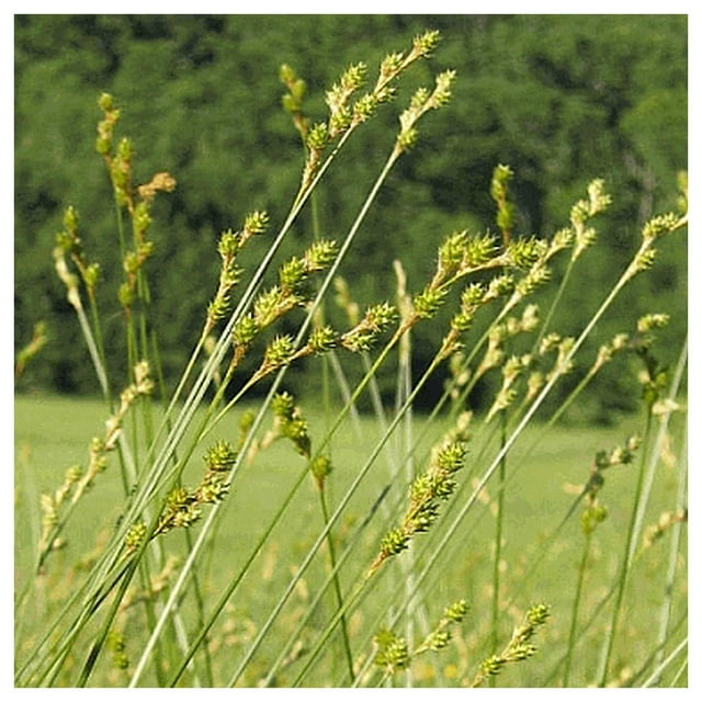 Everwilde Farms - 1 lb Plains Oval Sedge Native Grass Seeds - Gold ...
