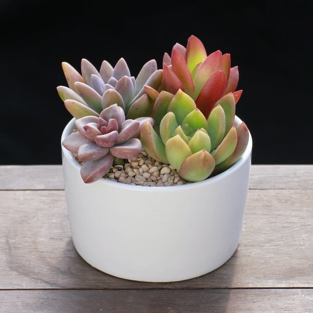 Succulent Plant Combination Small Potted Plant Novice Set Meal Flower ...