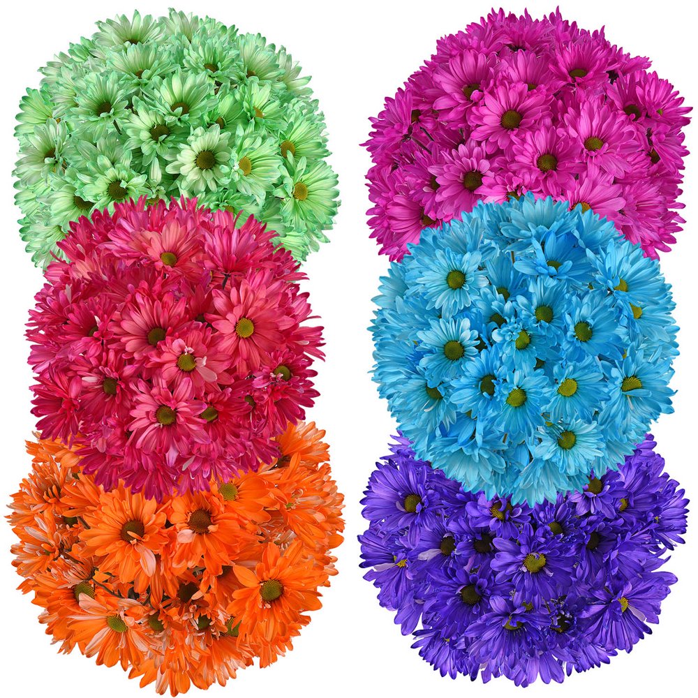 Assorted Tinted Crazy Daisies - Fresh Cut Flowers - 60 Stems - by ...