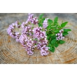 500 Seeds OREGANO Origanum Vulgare Herb Purple Butterfly Flower Seeds ...