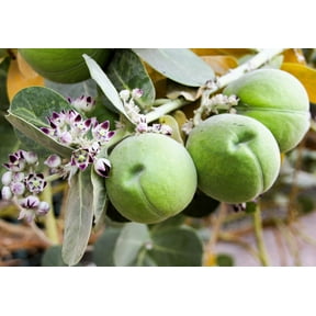 50 WASHINGTON HAWTHORN Crataegus Phaenopyrum Mayflower Shrub Tree ...